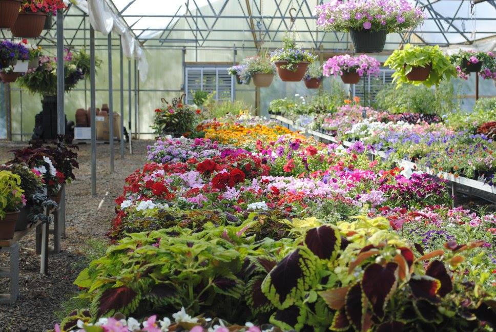 Flowers, Shrubs, Trees, and More - BP Nursery and Landscape